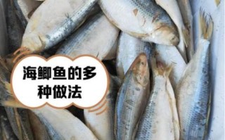 海鲫鱼和鲫鱼有什么区别_海鲫鱼是鲫鱼吗