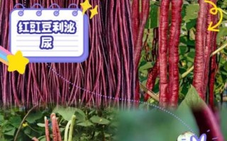 红豇豆的功效与作用_红豇豆怎么吃最营养