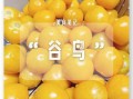 谷鸟水果的功效_谷鸟水果有什么作用