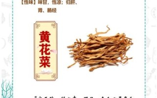 黄花菜的功效与作用_黄花菜怎么吃最营养