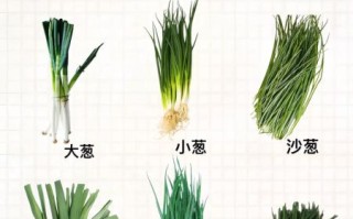 葱的种类有哪些_大葱小葱区别是什么