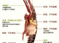 龙虾哪些部位不能吃_龙虾头能吃吗