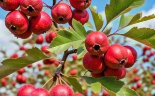 山楂图片大全大图_山楂高清图片怎么找