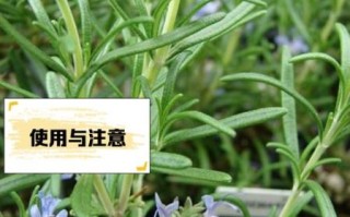 迷迭香纯露的副作用有哪些_敏感肌能用吗