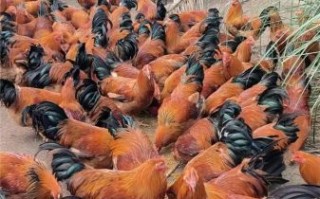 阉鸡和没阉的鸡有什么区别_阉鸡和公鸡哪个好吃