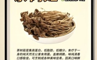 茶树菇不能和什么一起吃_茶树菇的副作用有哪些