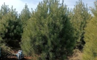 白皮松适合种在哪里_白皮松多久能长大