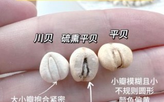 贝母和川贝有什么区别_川贝母与平贝母功效差异