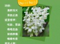 槐花和洋槐花一样吗_槐花与洋槐花的区别
