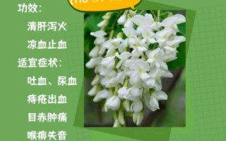 槐花和洋槐花一样吗_槐花与洋槐花的区别