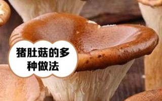 猪肚菌图片_如何辨别真假猪肚菌