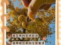 银杏果怎么吃_银杏果的食用方法