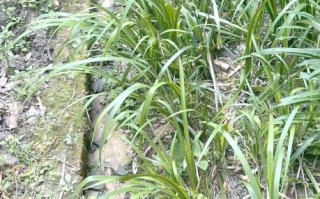 五香草图片_五香草长什么样