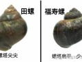 特别大的田螺叫什么_巨型福寿螺能吃吗