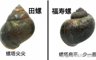特别大的田螺叫什么_巨型福寿螺能吃吗