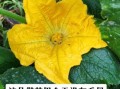 南瓜花是雄花还是雌花_如何一眼区分