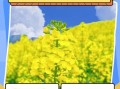 油菜花什么时候开_油菜花的花语是什么