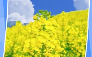 油菜花什么时候开_油菜花的花语是什么