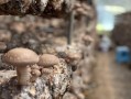 香菇种植技术培训_香菇种植常见问题