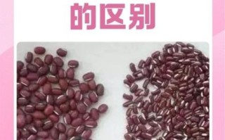 赤小豆是红豆吗_赤小豆和红豆的区别