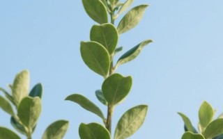 大叶冬青树图片_如何识别与养护