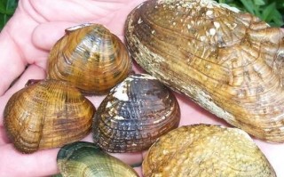 鱼缸养河蚌的危害_河蚌对水质的影响