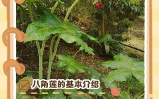八角莲的功效与作用_八角莲如何种植