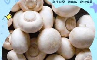 白色长杆小圆头的蘑菇叫什么_如何安全识别