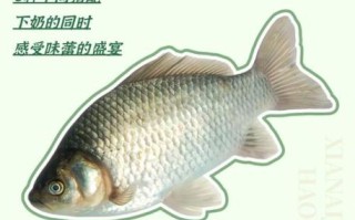 鲫鱼汤怎么炖好喝_鲫鱼汤去腥增鲜技巧