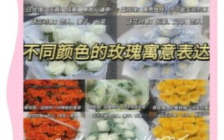 玫瑰花语大全短句子_不同颜色玫瑰代表什么