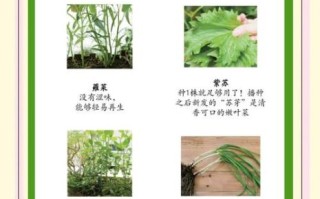 蔬菜的种类名称大全_哪些蔬菜适合阳台种植