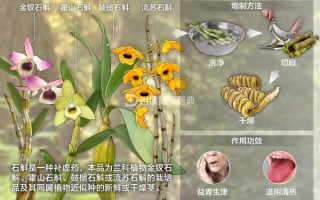 石解的功效与作用_石解怎么吃效果最好