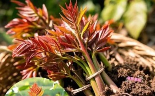 香椿苗怎么种_香椿苗种植时间