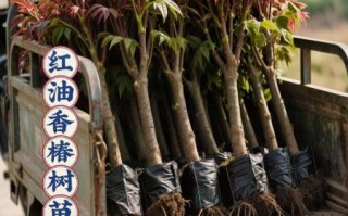 香椿树苗多少钱一棵_香椿树苗价格表