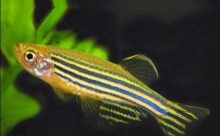 斑马鱼为什么叫流氓鱼_斑马鱼是流氓鱼吗