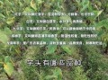 芋头种类有哪些_芋头怎么挑选