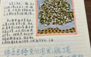 豆芽菜的爱歌词含义_为什么豆芽菜的爱这么火