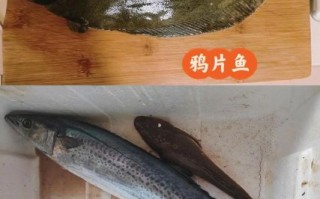 鸦片鱼多少钱一斤山东_山东鸦片鱼最新批发价格 鸦片鱼多少钱一斤山东_山东鸦片鱼最新批发价格