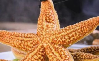 吃海星中毒什么反应_海星中毒症状多久出现