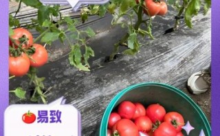 长期吃西红柿有什么危害_西红柿吃多了会怎样