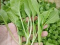 鸡毛菜多久可以采收_鸡毛菜种植步骤详解