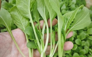 鸡毛菜多久可以采收_鸡毛菜种植步骤详解