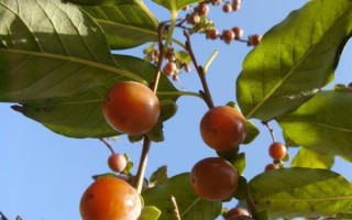 黑枣树几年结果_黑枣树怎么修剪