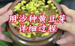 怎样生黄豆芽_黄豆芽怎么发最快