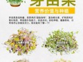 芽苗菜怎么种_家庭无土栽培步骤