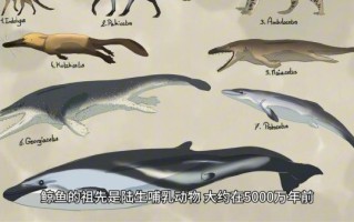 鲸鱼是鱼吗_为什么鲸鱼不是鱼类