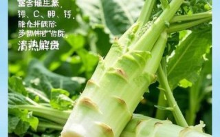 莴笋能减肥吗_莴笋的营养价值及功效