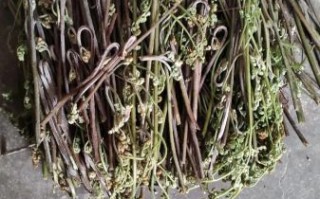 野生蕨菜有毒吗_怎么安全吃蕨菜 野生蕨菜有毒吗_怎么安全吃蕨菜