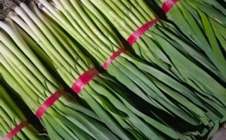 青蒜苗的营养价值_青蒜苗的功效与作用