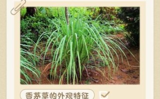 香茅草的功效与作用_香茅草禁忌有哪些